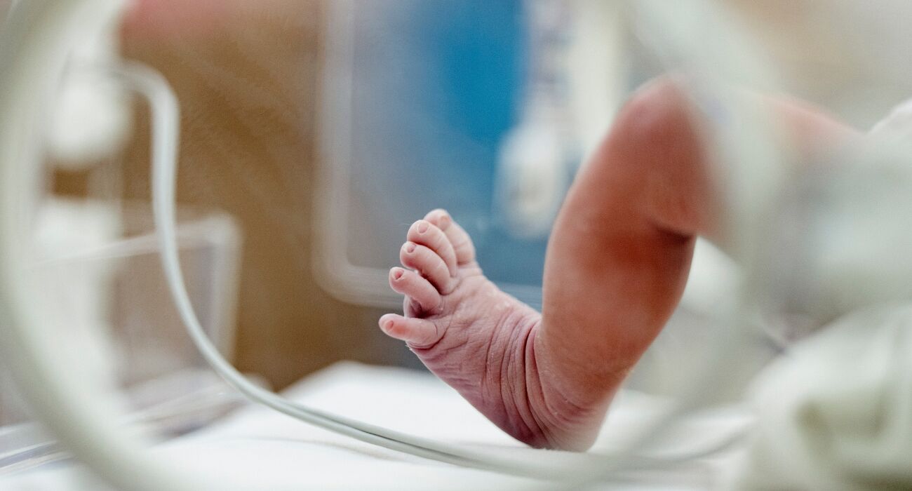 Zeehondensnorharen kunnen levens van couveusebaby’s redden