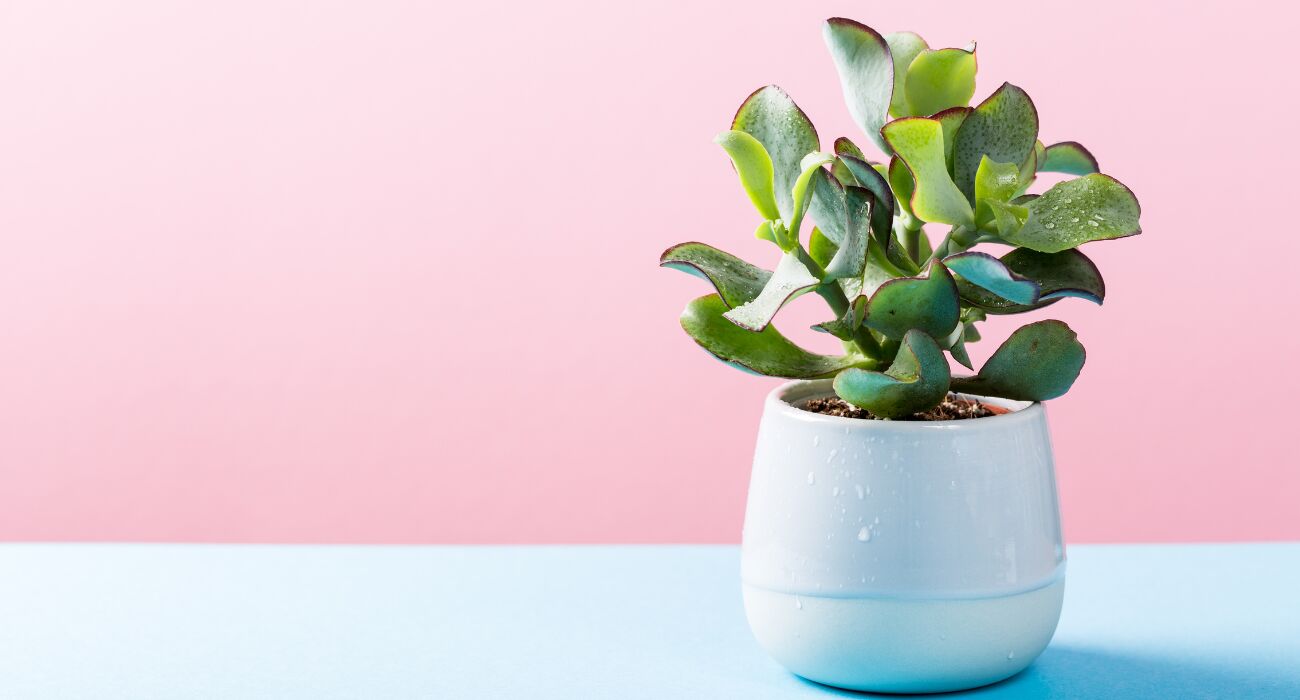 Een groene schoolomgeving verhoogt de schoolprestaties van kinderen