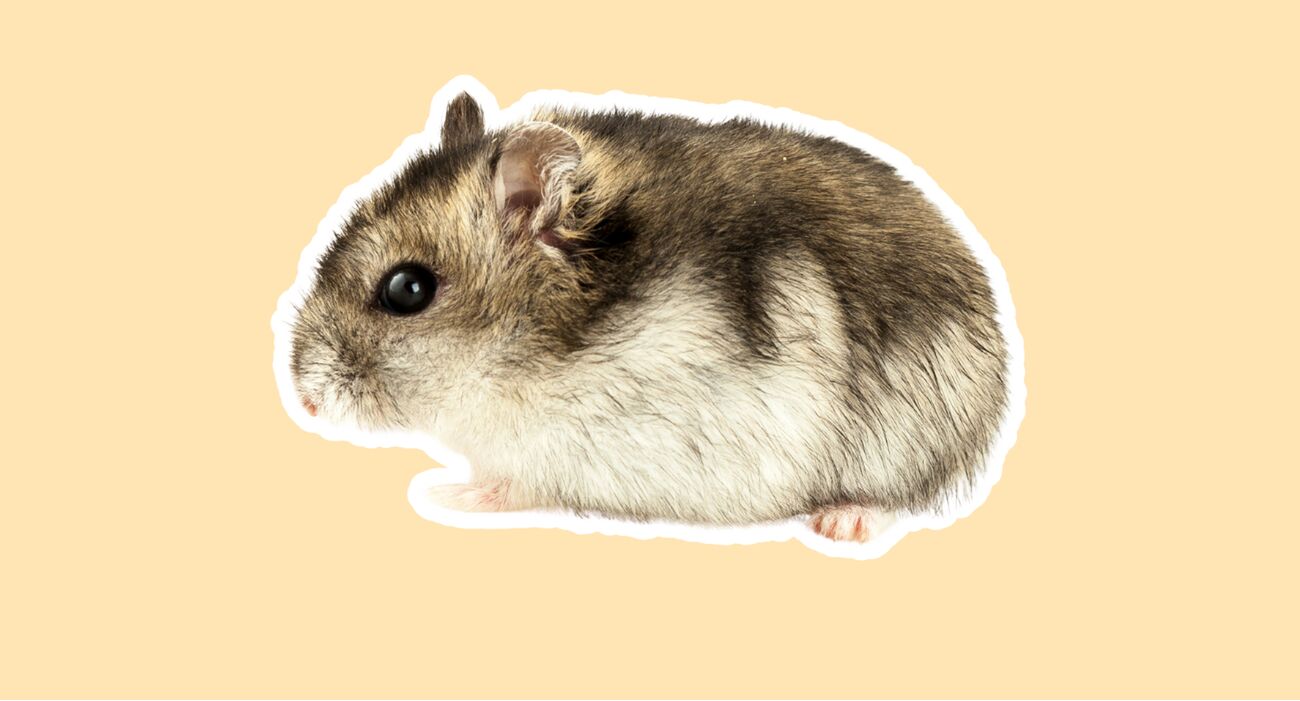 'Ik lieg mijn kinderen voor over hun hamster en ben er niet trots op'