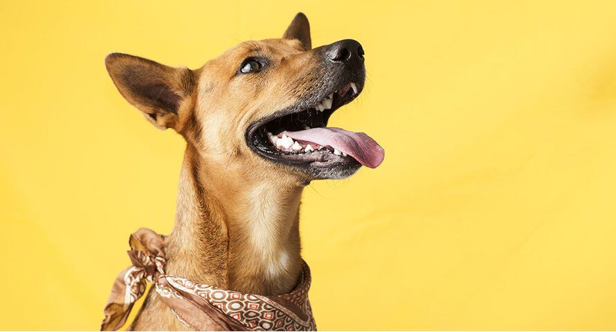 Van déze films wordt jouw kind instant blij